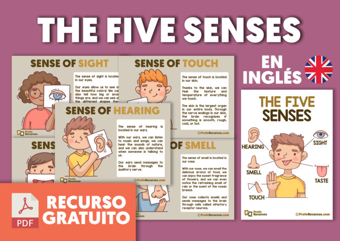 The Five Senses Activity Bundle