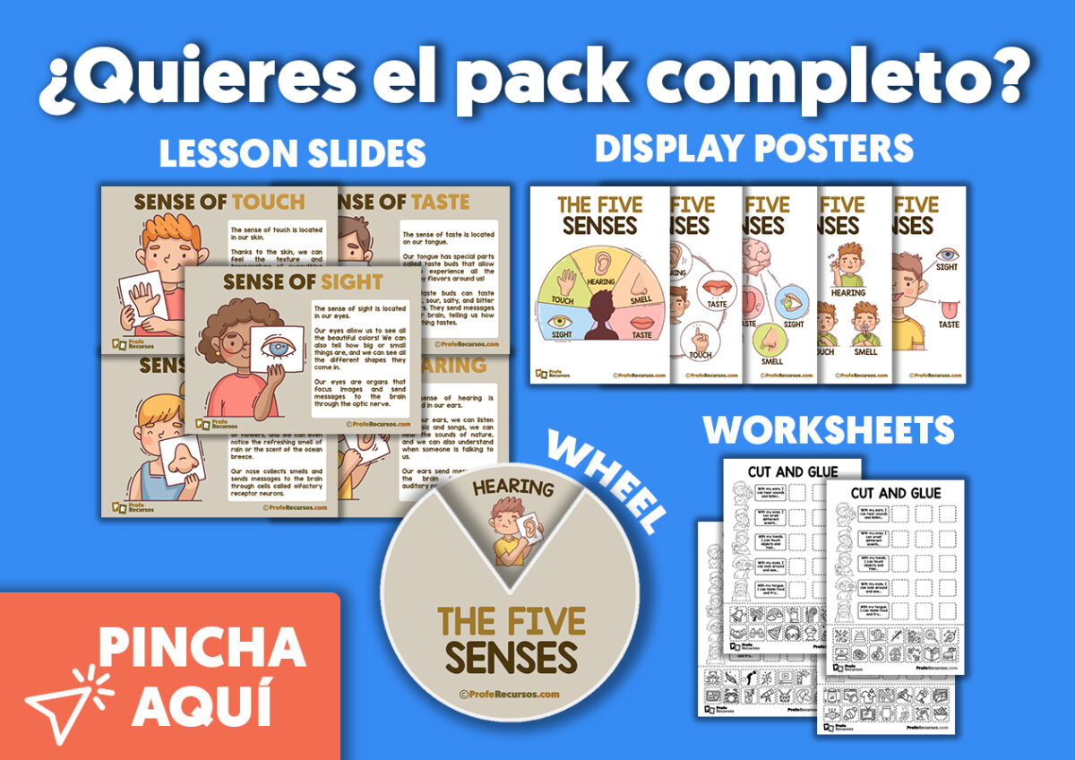 The Five Senses Activity Bundle