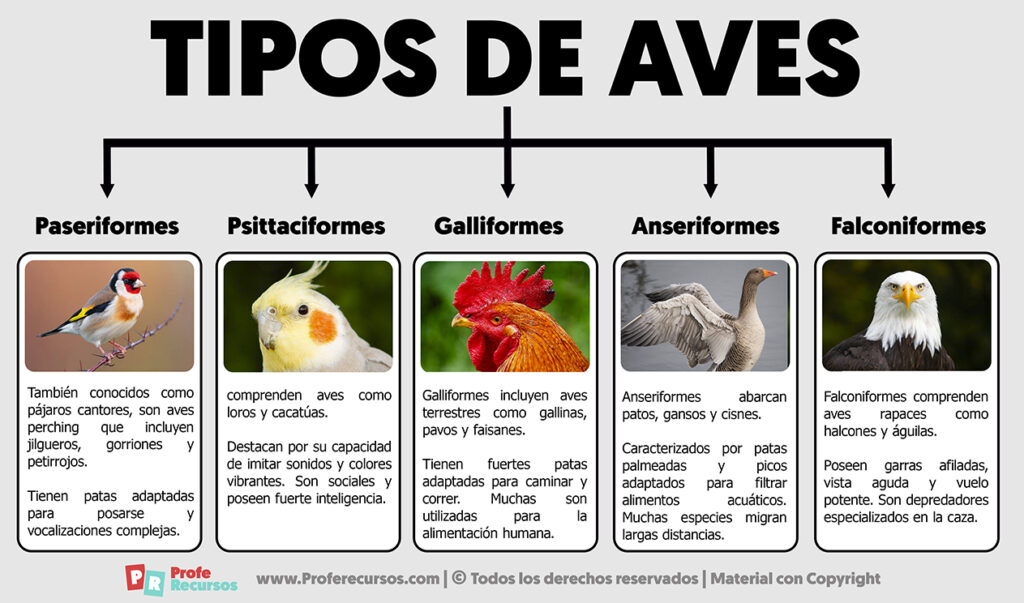 Tipos de Aves | Clasificación de las Aves