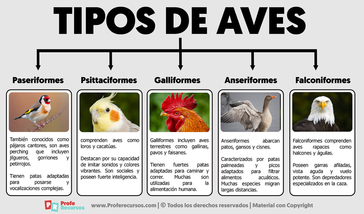 Tipos de Aves | Clasificación de las Aves Tipos de Aves | Clasificación de las Aves