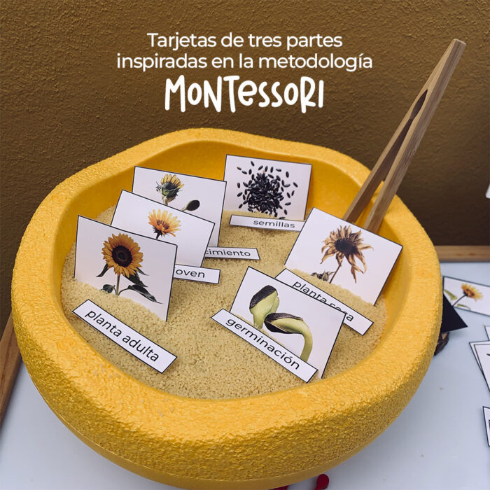 Actividad del Ciclo de Vida del Girasol