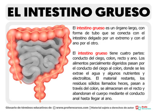 ¿Qué es el intestino Grueso? ¿Qué es el intestino Grueso?