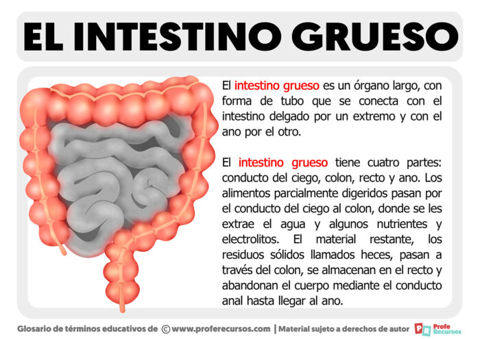 ¿Qué es el intestino Grueso?